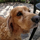 Cocker Spaniel Puppies - Rescue and Adoption Near You