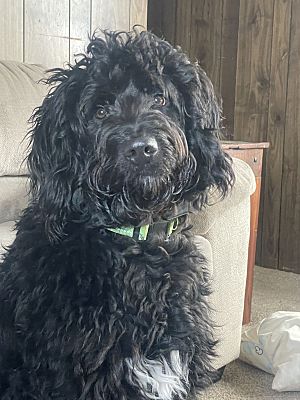 Landfall Village, MN - Bernedoodle. Meet Milo a Pet for Adoption ...
