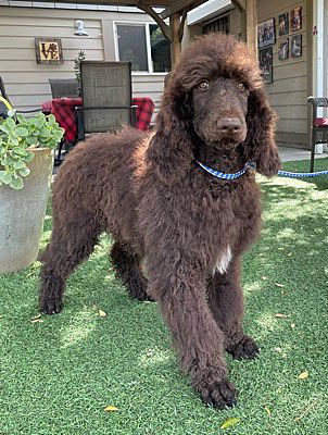 Temecula, CA - Standard Poodle. Meet Miles a Pet for Adoption ...