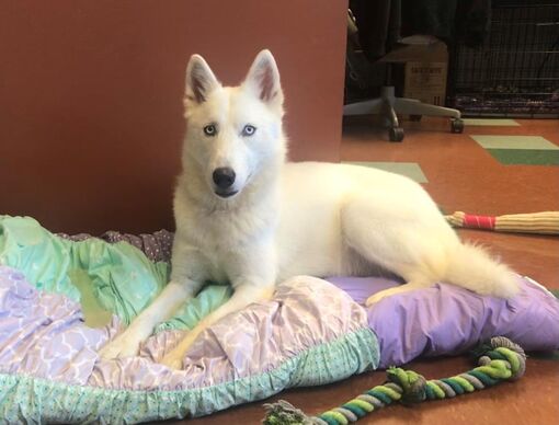 Rancho Cucamonga, CA - Husky. Meet WINTER a Pet for Adoption ...