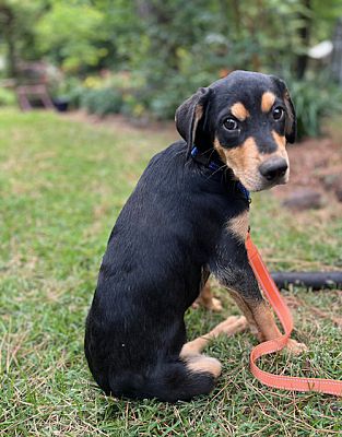 Southbury, CT - Doberman Pinscher/Labrador Retriever. Meet Icee ~ meet ...