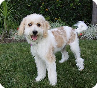 Newport Beach CA Poodle Miniature Meet BEECHAM A Pet For Adoption 