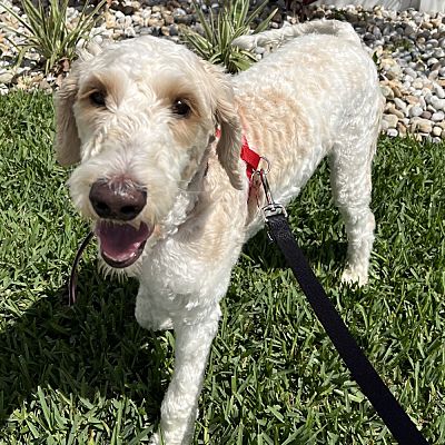 Orlando, FL - Goldendoodle. Meet Daisy a Pet for Adoption - AdoptaPet.com