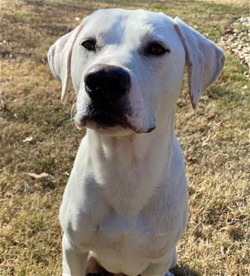 Pevely, MO - Labrador Retriever. Meet Ash a Pet for Adoption ...