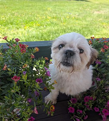 West Milton, OH - Shih Tzu. Meet Oliver a Pet for Adoption - AdoptaPet.com