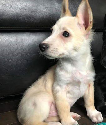 Regina, SK - Corgi/Mixed Breed (Small). Meet Tucker a Pet for Adoption ...