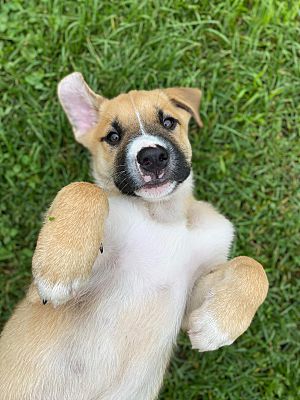 Cambridge, ON - Labrador Retriever/Husky. Meet Cheddar a Pet for ...