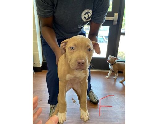 Baton Rouge, LA - American Pit Bull Terrier/Mixed Breed (Medium). Meet ...
