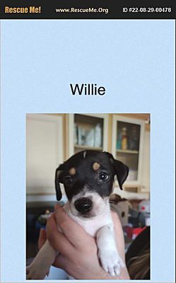 Rancho cucamonga, CA - Chihuahua. Meet Willie a Pet for Adoption ...