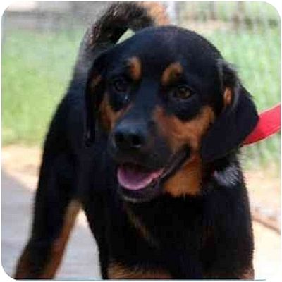 Townville, SC - Beagle/Labrador Retriever. Meet SAMSON a Pet for ...