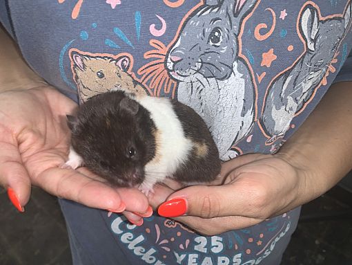 Imperial Beach, CA - Hamster. Meet Bao Bao a Pet for Adoption ...
