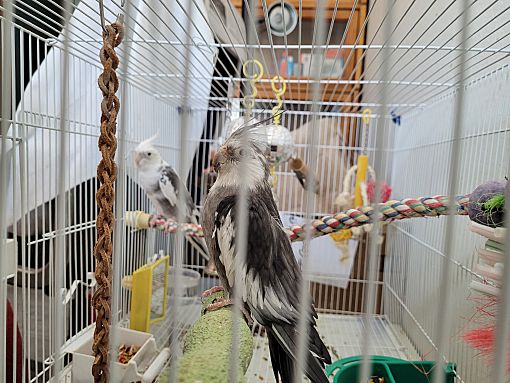 Concord, CA - Cockatiel. Meet Bert and Ernie a Pet for Adoption ...