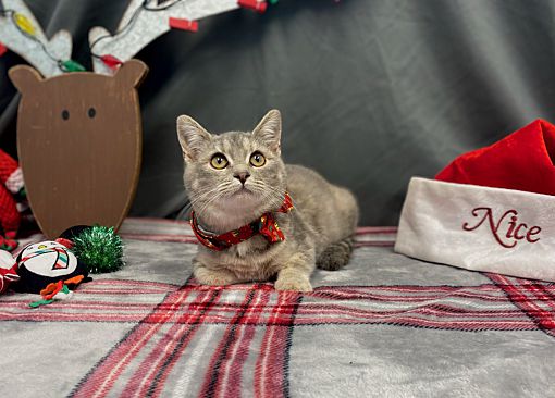 Bear, DE - Domestic Shorthair. Meet Arcus a Pet for Adoption ...