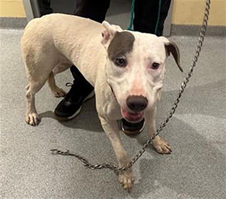 Tustin, CA - Pit Bull Terrier. Meet SUKI a Pet for Adoption - AdoptaPet.com