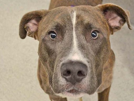 Denver, CO - Pit Bull Terrier. Meet COLSON a Pet for Adoption ...