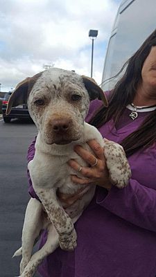 Renton, WA - Australian Cattle Dog. Meet Norman a Pet for Adoption ...