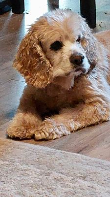 Fort Wayne, IN - Cocker Spaniel. Meet Ginger a Pet for Adoption ...