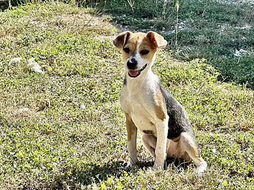 New York, NY - Beagle. Meet Bix a Pet for Adoption - AdoptaPet.com