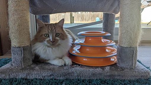 Colonial Beach, VA - Maine Coon. Meet Polly a Pet for Adoption ...
