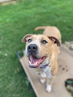 Birmingham, AL - American Pit Bull Terrier/Wirehaired Fox Terrier. Meet ...