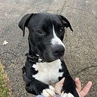 Adoptable Pets – Rover Rescue