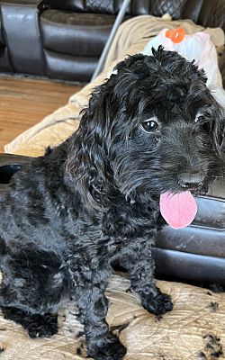 Hainesville, IL - Cockapoo. Meet ADOPTION PENDING Demi a Pet for ...