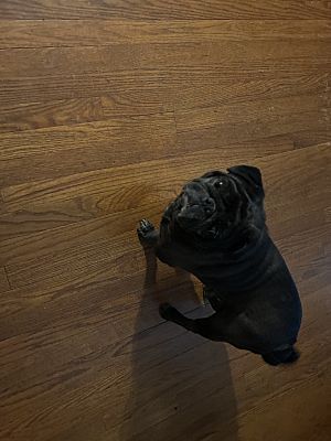 Lincoln, RI - Pug. Meet Napoleon a Pet for Adoption - AdoptaPet.com