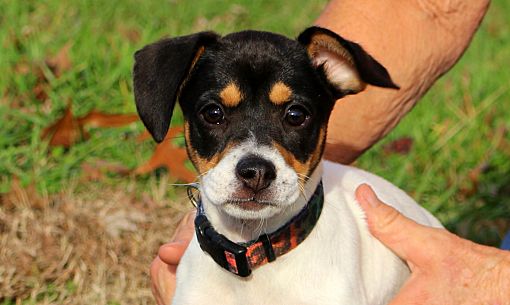 Southbury, CT - Feist/Jack Russell Terrier. Meet Kyra~adopted! a Pet ...