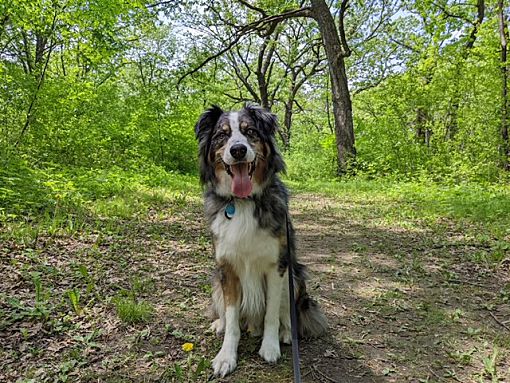 Minneapolis, MN - Australian Shepherd. Meet Gordy a Pet for Adoption ...