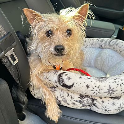 Boulder, CO - Cairn Terrier/Yorkie, Yorkshire Terrier. Meet Bradley a ...