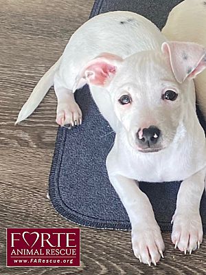 Marina del Rey, CA - Chihuahua. Meet Malibu a Pet for Adoption ...