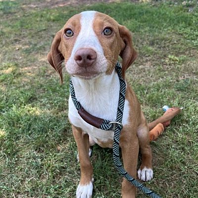 Stillwater, OK - Beagle/Terrier (Unknown Type, Small). Meet Vixey a Pet ...