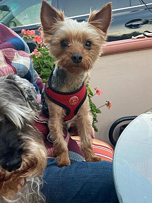 San Diego, CA - Yorkie, Yorkshire Terrier. Meet Nick a Pet for Adoption ...