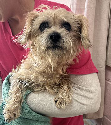 Newport, NC - Maltese. Meet Lilly a Pet for Adoption - AdoptaPet.com