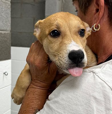 Phoenix, AZ - Basenji/Australian Cattle Dog. Meet Alanis Morissette a ...