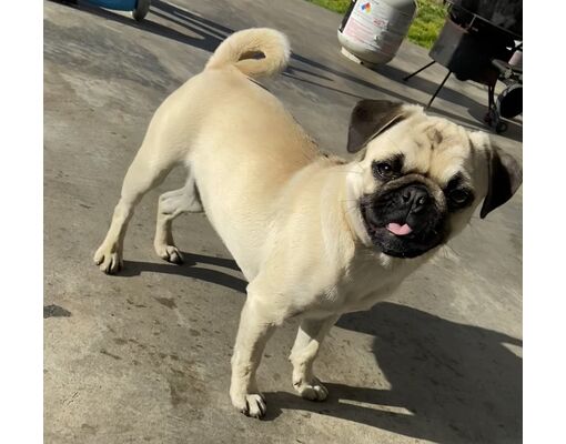 Anaheim, CA - Pug. Meet Pug a Pet for Adoption - AdoptaPet.com