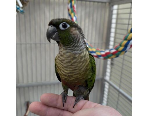 Kanab, UT - Conure. Meet Piper a Pet for Adoption - AdoptaPet.com