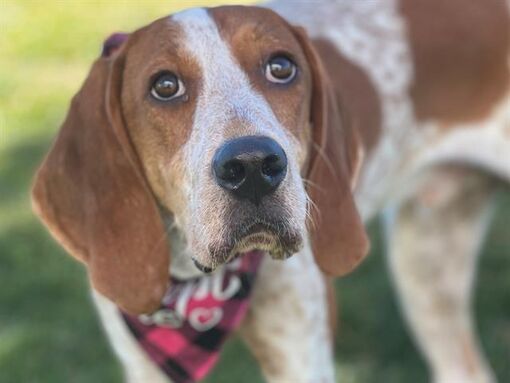 Pueblo, CO - English (Redtick) Coonhound. Meet DISNEY a Pet for ...