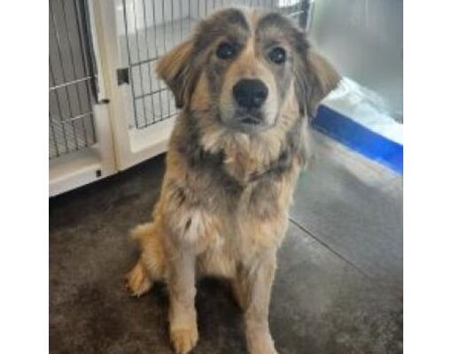 Show Low, AZ - Great Pyrenees/Australian Cattle Dog. Meet Angie a Pet ...