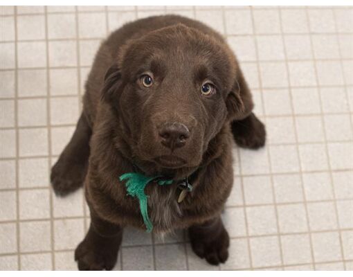 Denver, CO - Newfoundland/Rottweiler. Meet RUSSETTA a Pet for Adoption ...