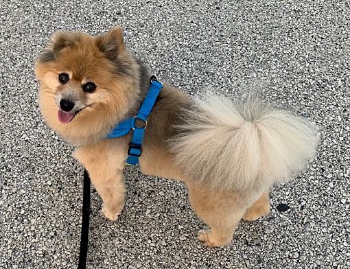 Camden County, NJ - Pomeranian. Meet Wolfie a Pet for Adoption ...
