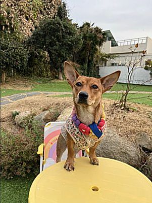 Palisades Park, NJ - Corgi/Jindo. Meet Hong a Pet for Adoption ...