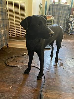 Palm Harbor, FL - Labrador Retriever. Meet Rosie a Pet for Adoption ...