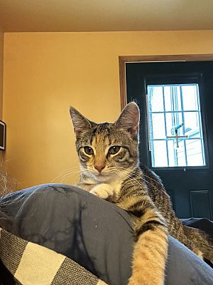 Fleming, NY - Domestic Shorthair. Meet Zelda a Pet for Adoption ...