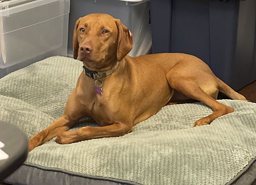 Frisco, TX - Vizsla. Meet Tesla a Pet for Adoption - AdoptaPet.com