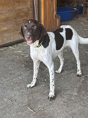 New Smyrna beach, FL - German Shorthaired Pointer/English Springer ...