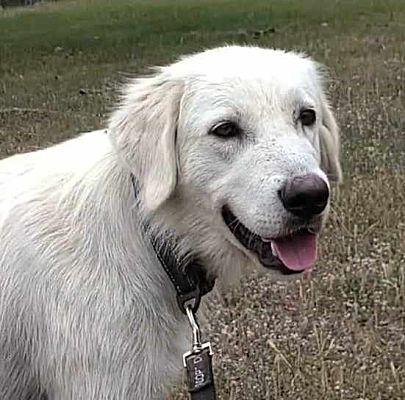 Cincinnati, OH - Golden Retriever/Labrador Retriever. Meet Harper a Pet ...