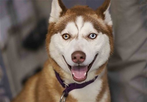 Walnut Creek, CA - Siberian Husky. Meet Ginger Snap a Pet for Adoption ...
