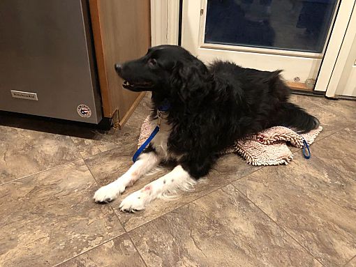 New Castle, PA - Sheltie, Shetland Sheepdog/Labrador Retriever. Meet ...