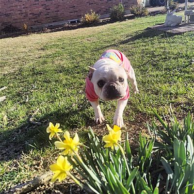 St Louis, MO - French Bulldog. Meet Arabelle a Pet for Adoption ...